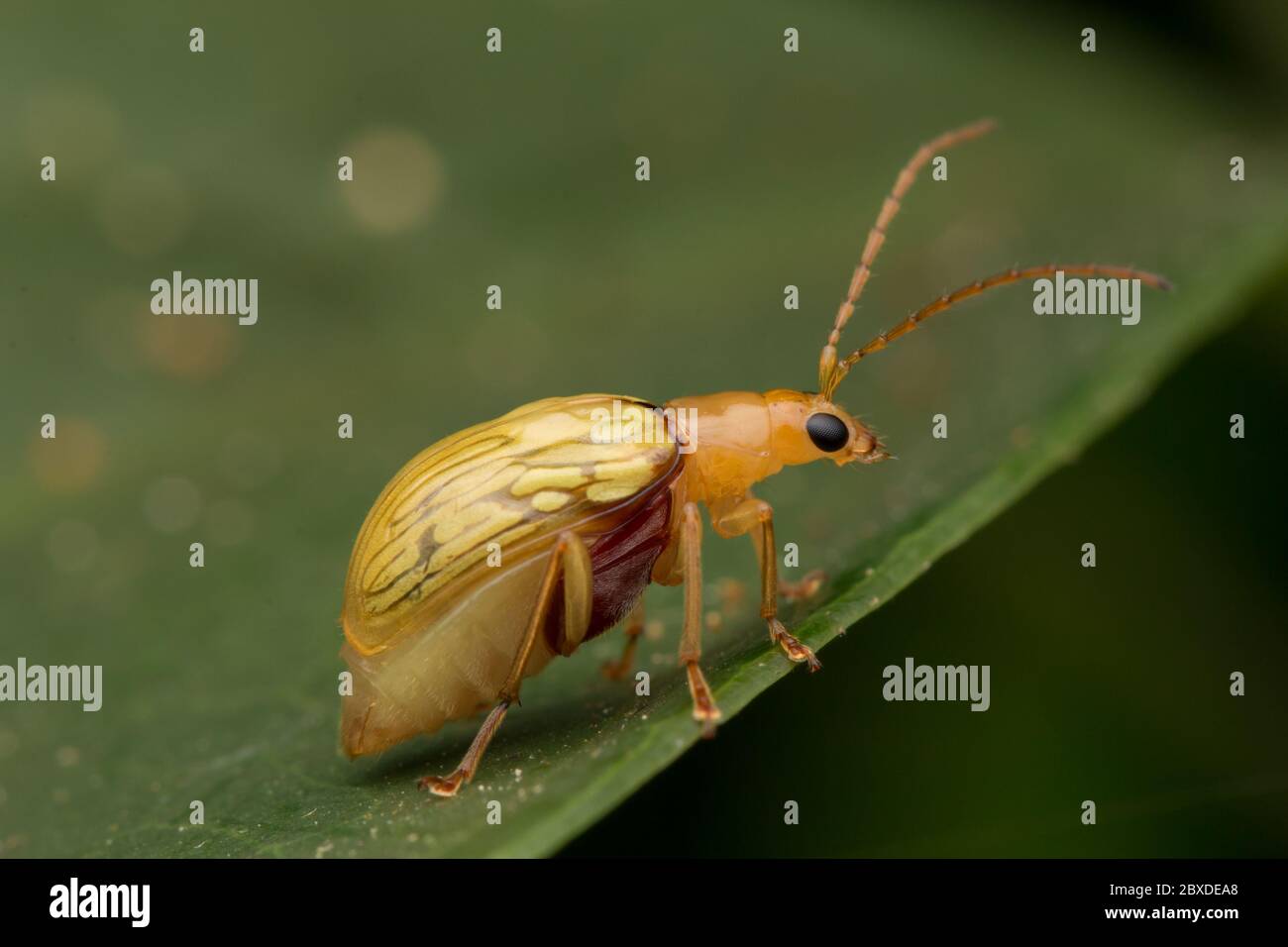 Macro image of leaf beetle of Sabah Borneo Stock Photo - Alamy