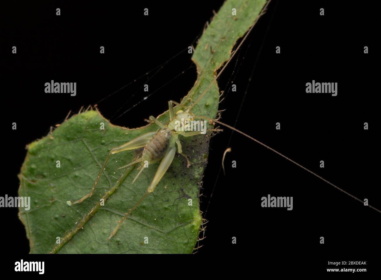 Nature scene of jungle cricket in leaf at Borneo Island - Nature ...