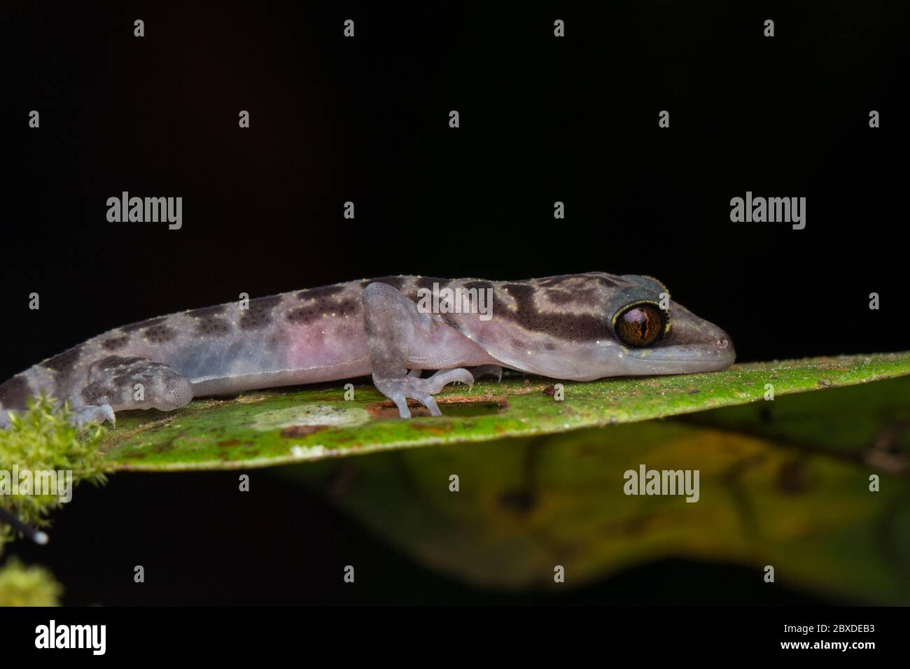 Angle toed gecko hi-res stock photography and images - Alamy