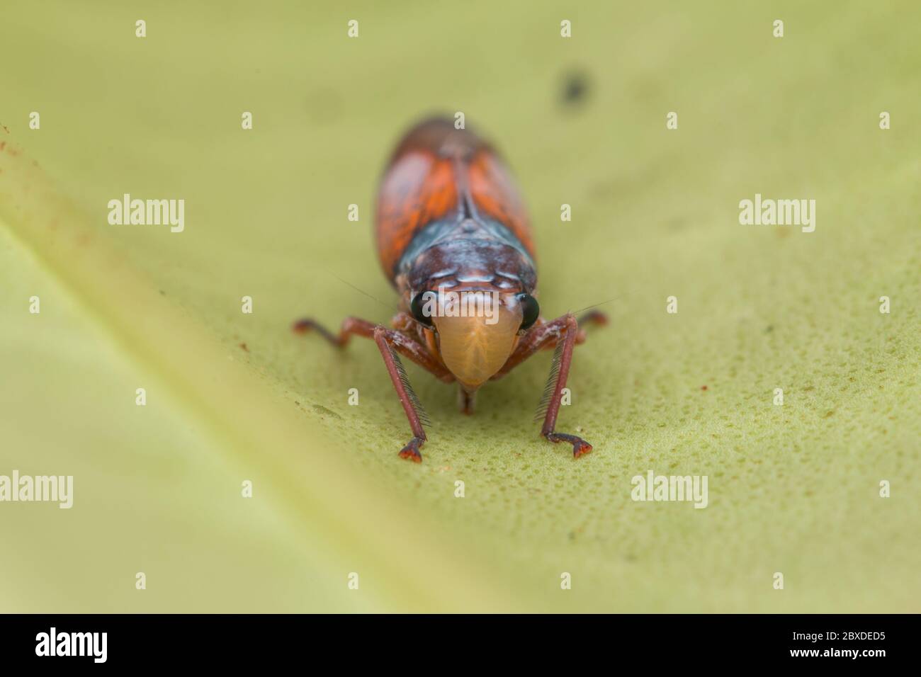 New jersey ecology hi-res stock photography and images - Alamy