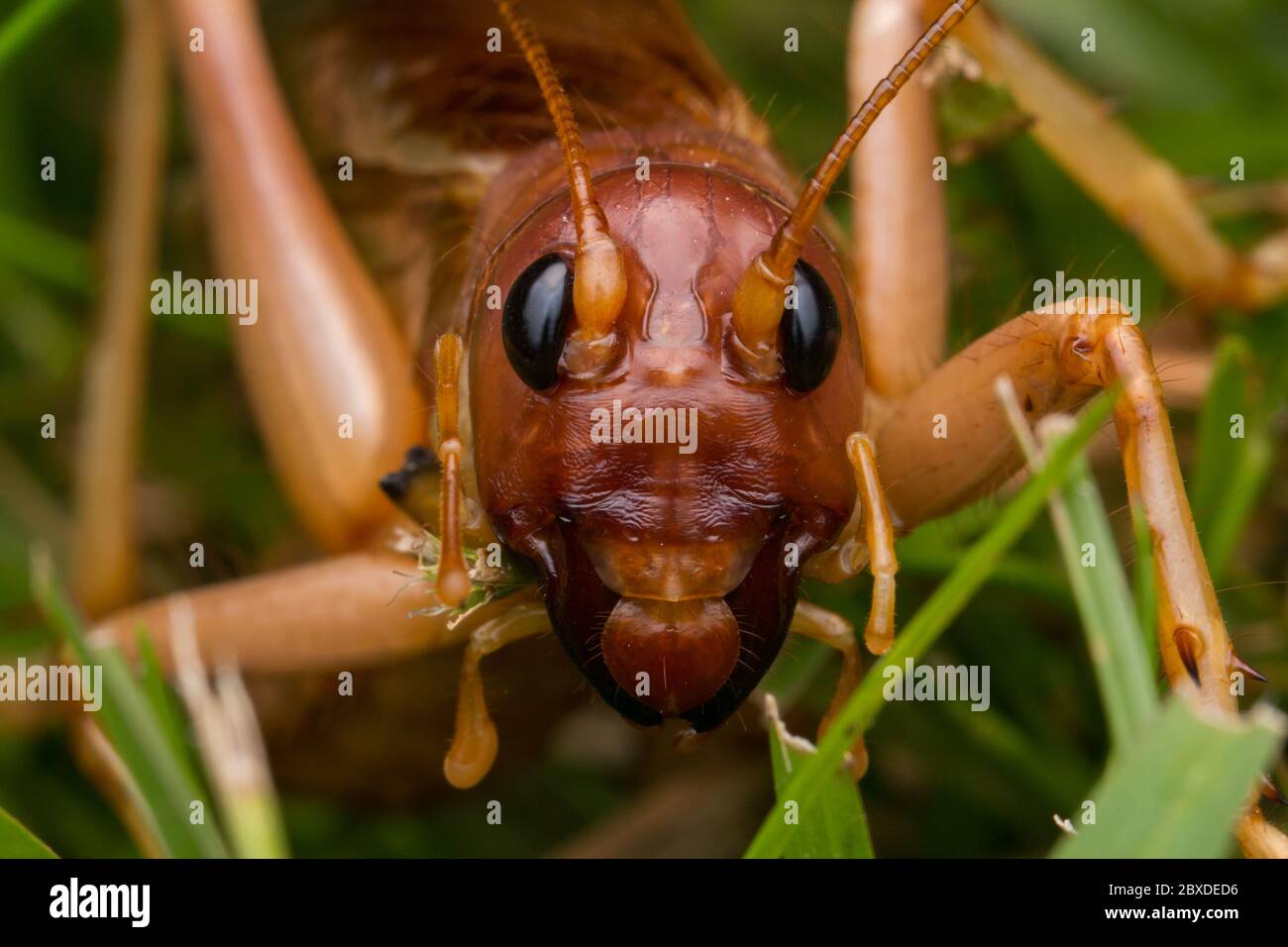 Nature Scene of giant cricket in Sabah, Borneo , Close-up image of ...