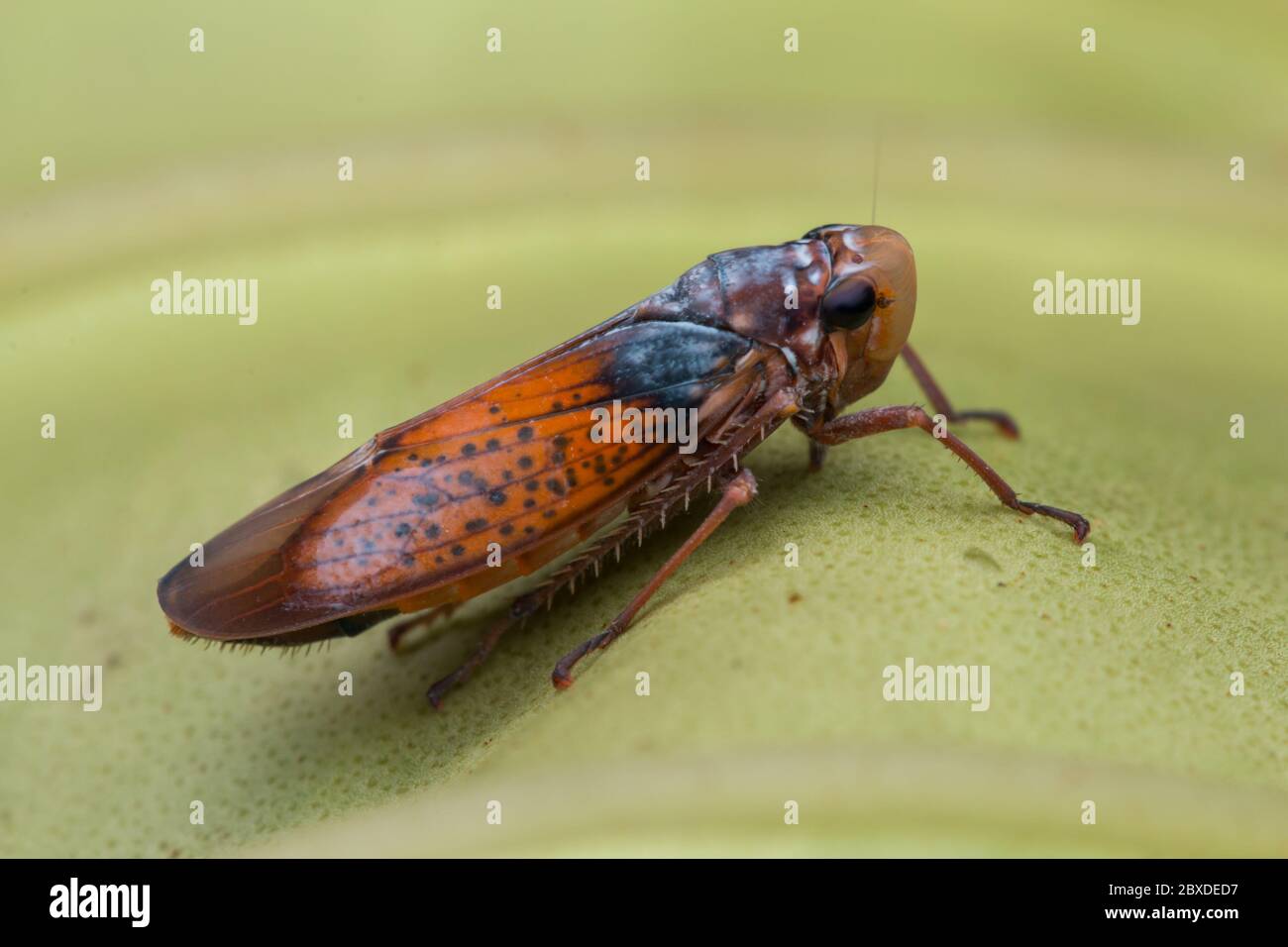 Macro shot of a leaf hopper , Leaf Hopper , Close-Up leaf hopper ...