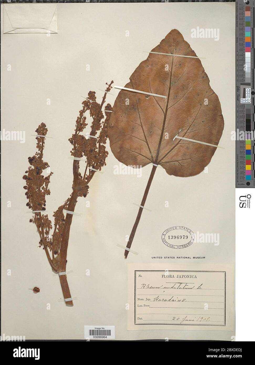 Rheum undulatum hi-res stock photography and images - Alamy