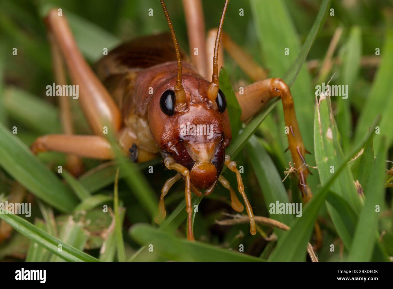 Nature Scene of giant cricket in Sabah, Borneo , Close-up image of ...