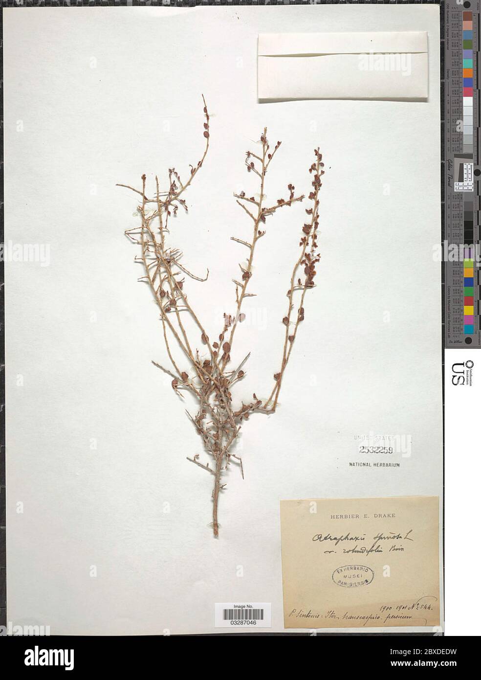 Atraphaxis spinosa L Atraphaxis spinosa L Stock Photo - Alamy