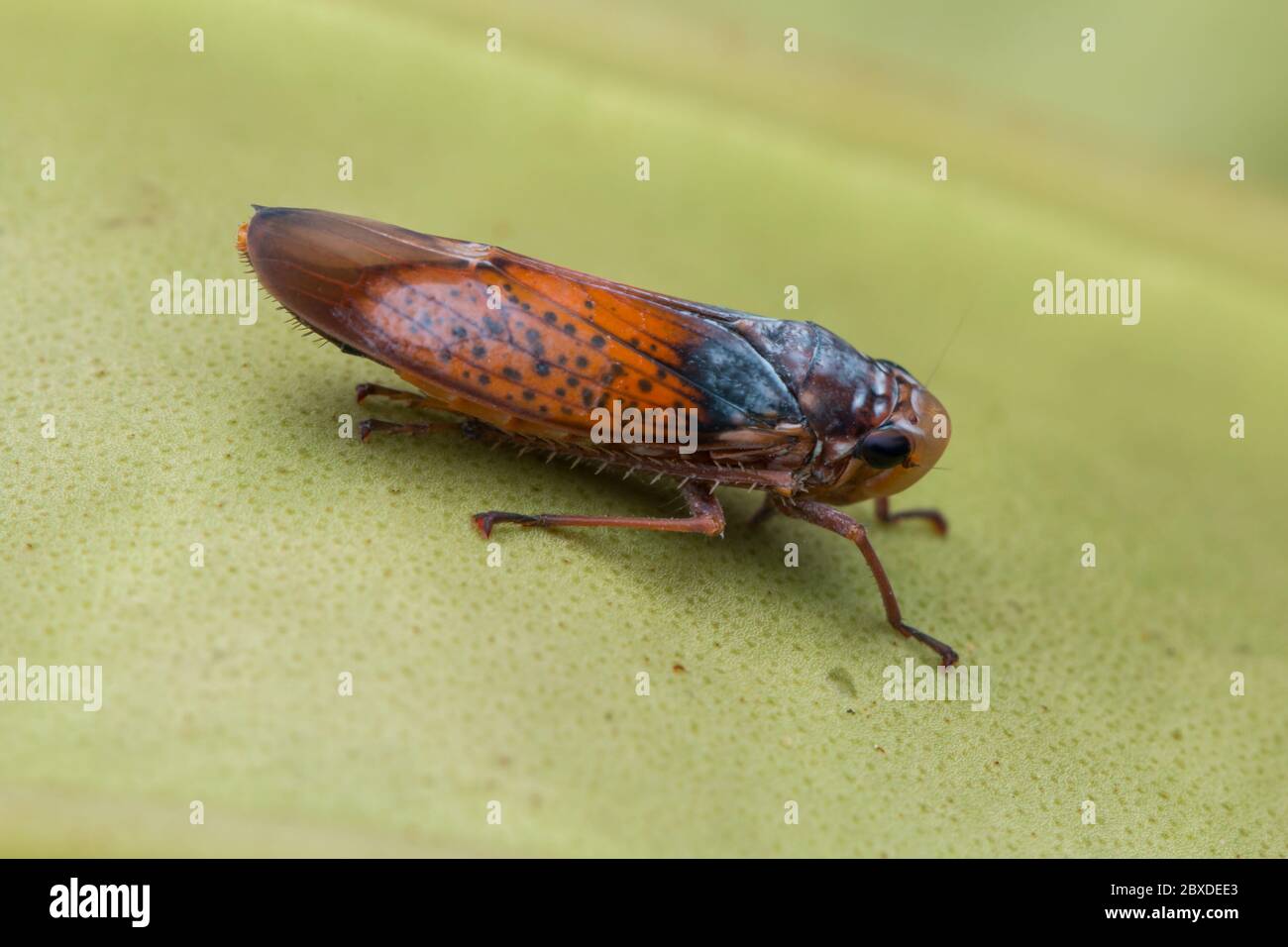 Macro shot of a leaf hopper , Leaf Hopper , Close-Up leaf hopper ...
