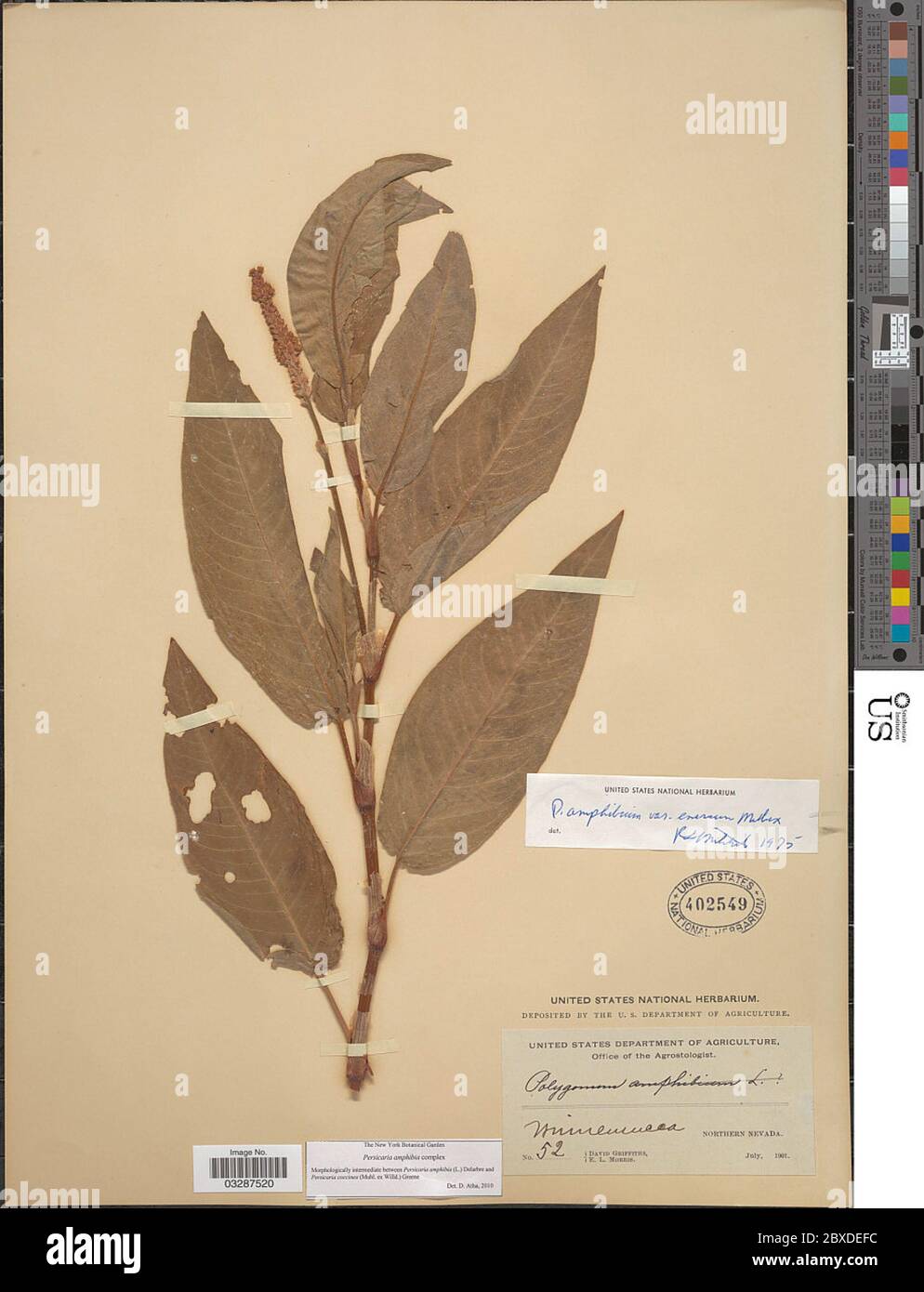 Polygonum amphibium L Polygonum amphibium L Stock Photo - Alamy