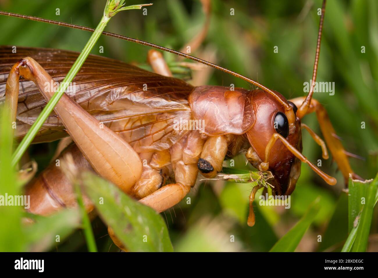Nature Scene of giant cricket in Sabah, Borneo , Close-up image of ...