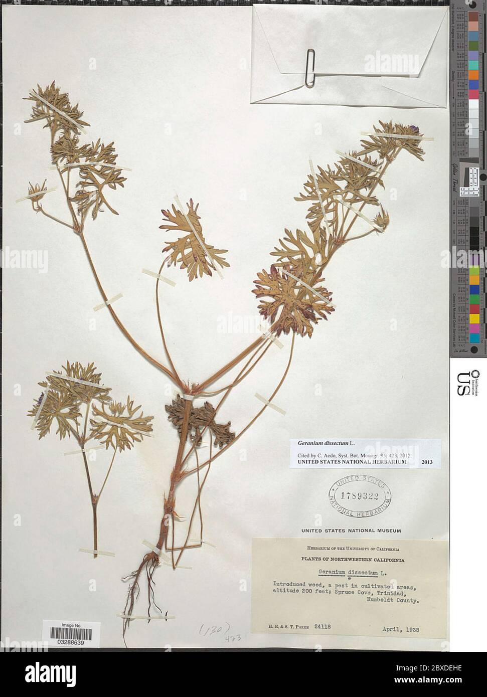 Geranium dissectum L Geranium dissectum L Stock Photo - Alamy