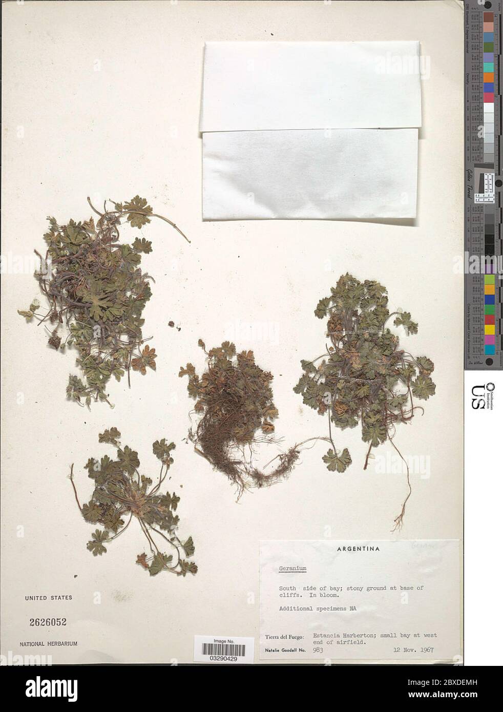 Geranium sp Geranium sp Stock Photo - Alamy