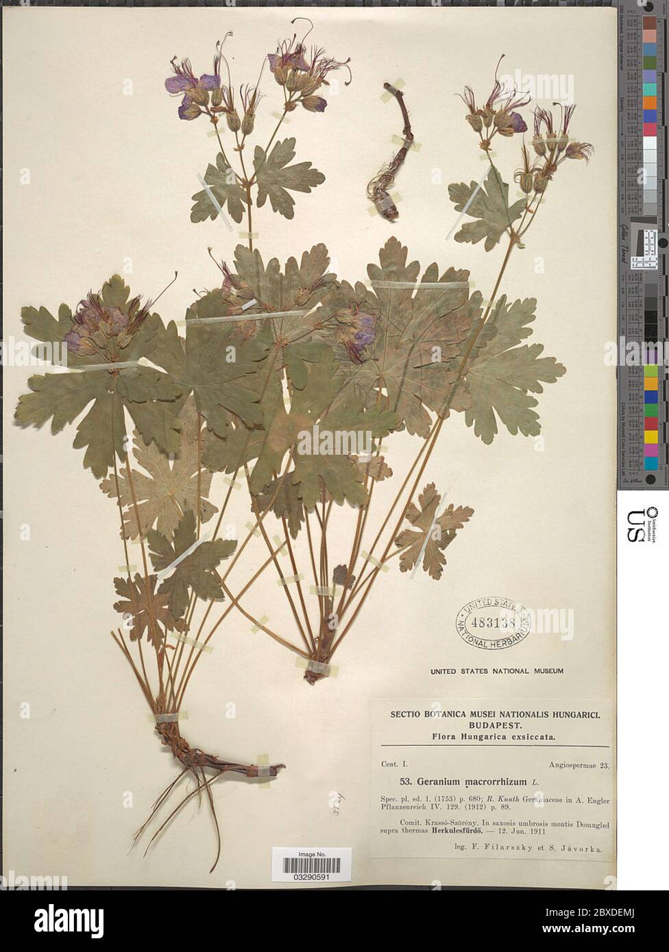 Geranium macrorrhizum purple flowers hi-res stock photography and ...