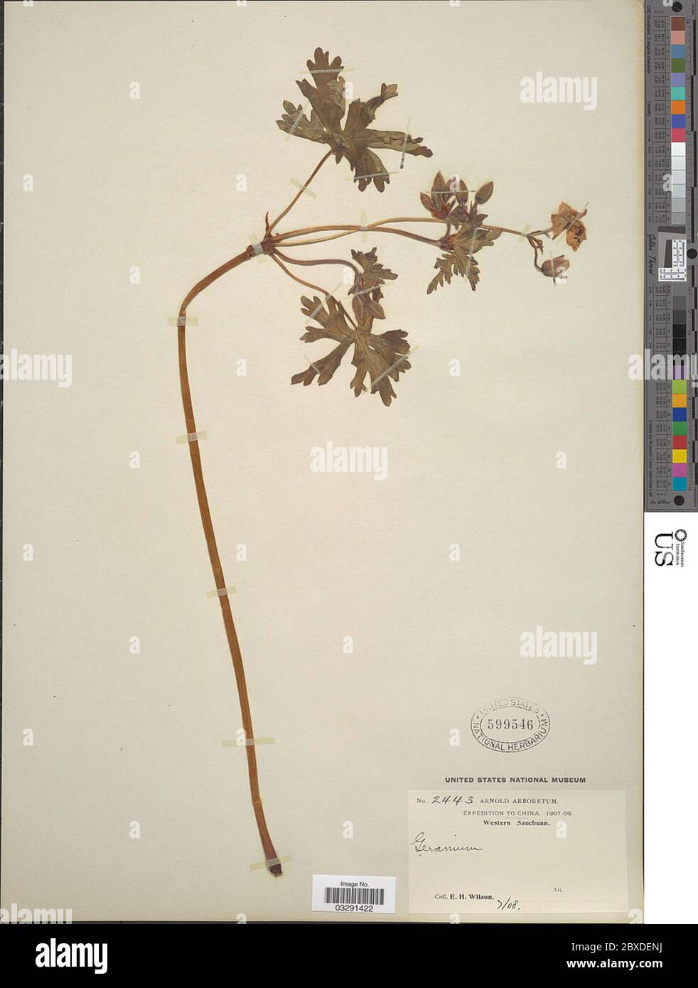 Geranium refractum Edgew Hook f Geranium refractum Edgew Hook f Stock ...