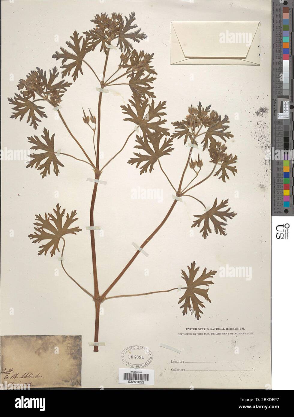 Geranium sp Geranium sp Stock Photo - Alamy