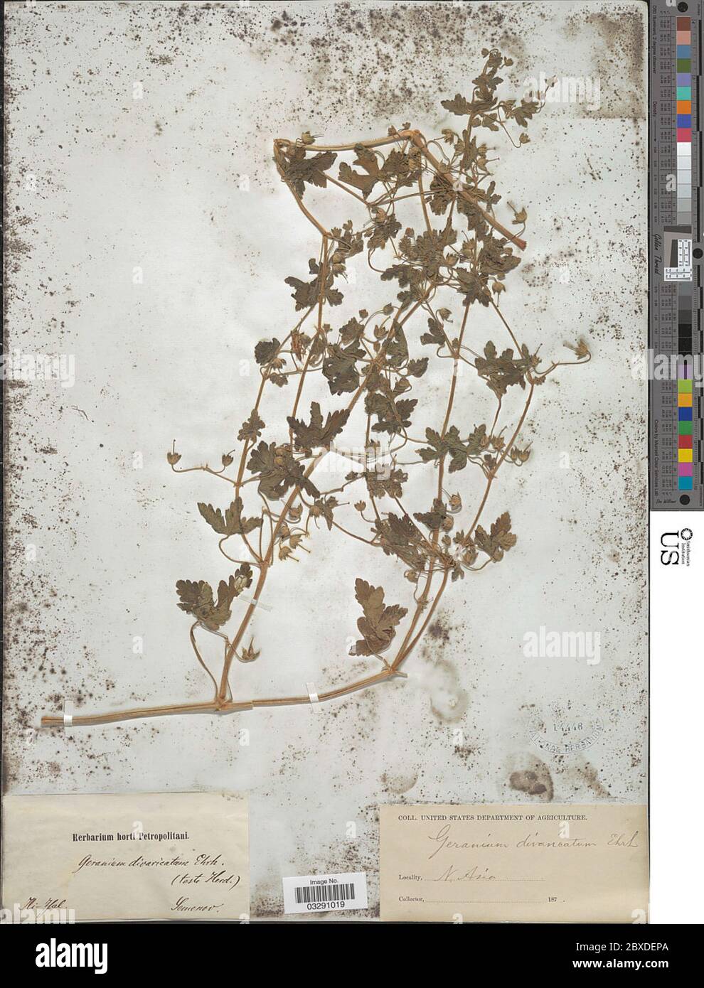 Geranium divaricatum Ehrh Geranium divaricatum Ehrh Stock Photo - Alamy