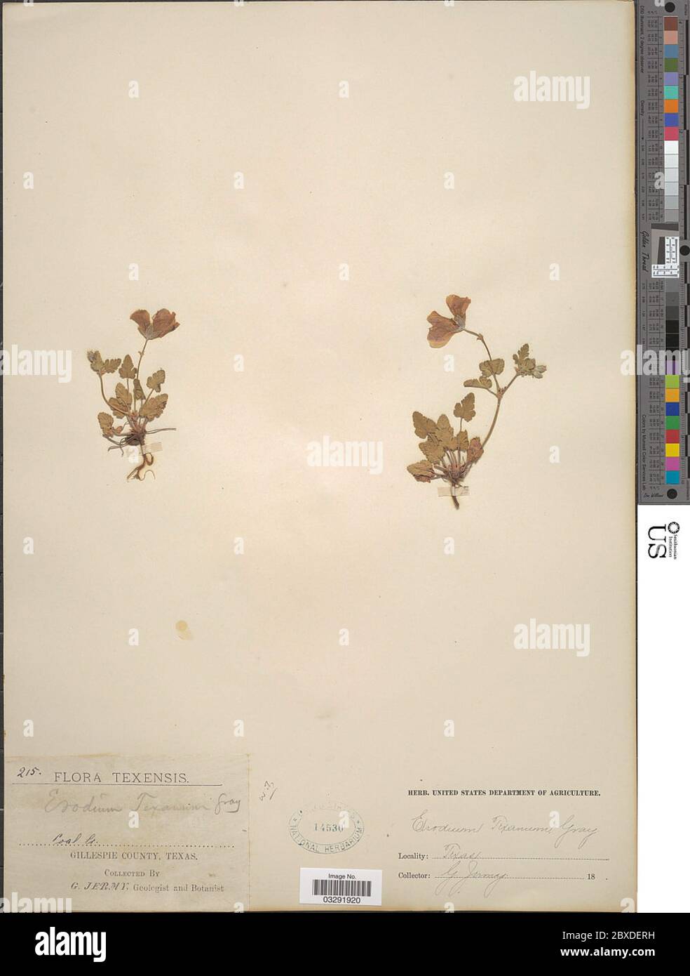 A texanum hi-res stock photography and images - Alamy