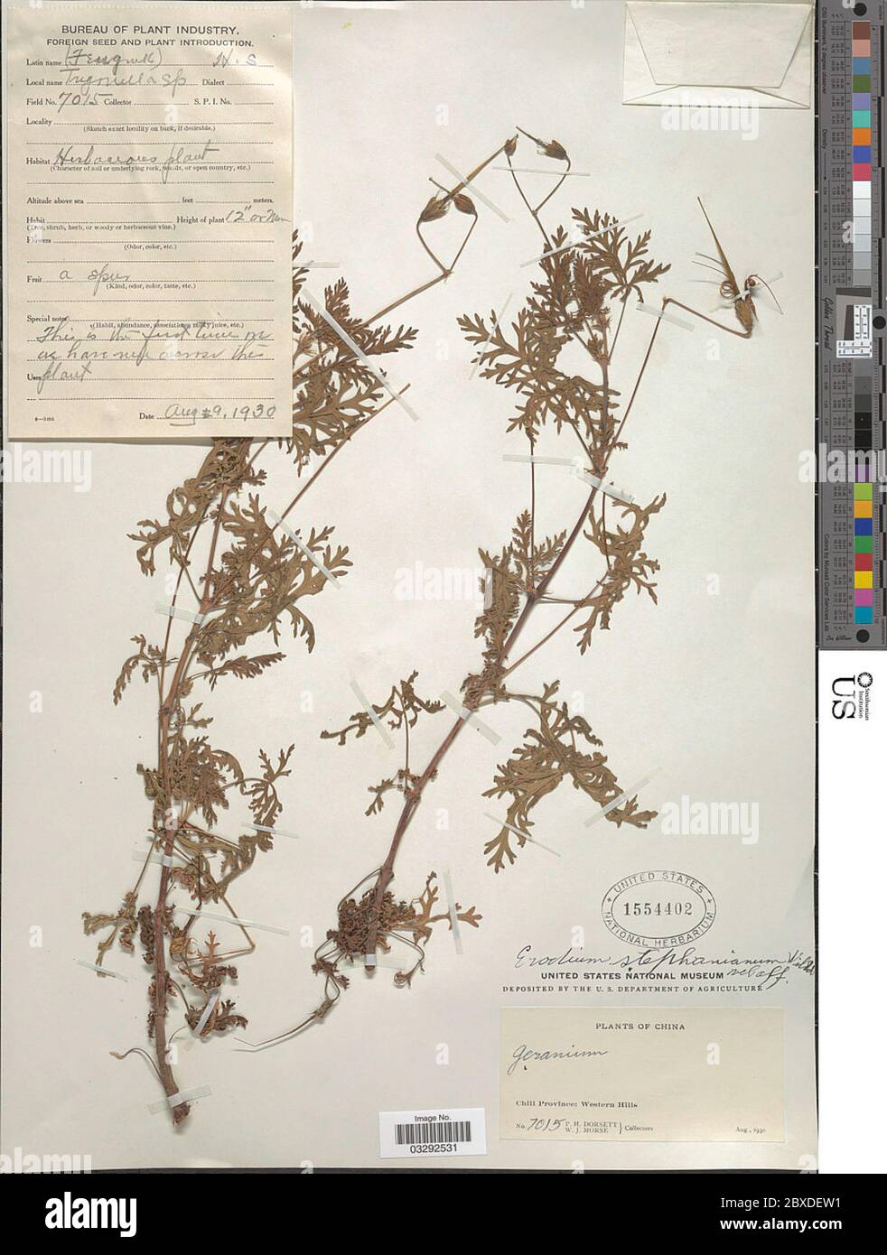 Erodium stephanianum Willd Erodium stephanianum Willd Stock Photo - Alamy