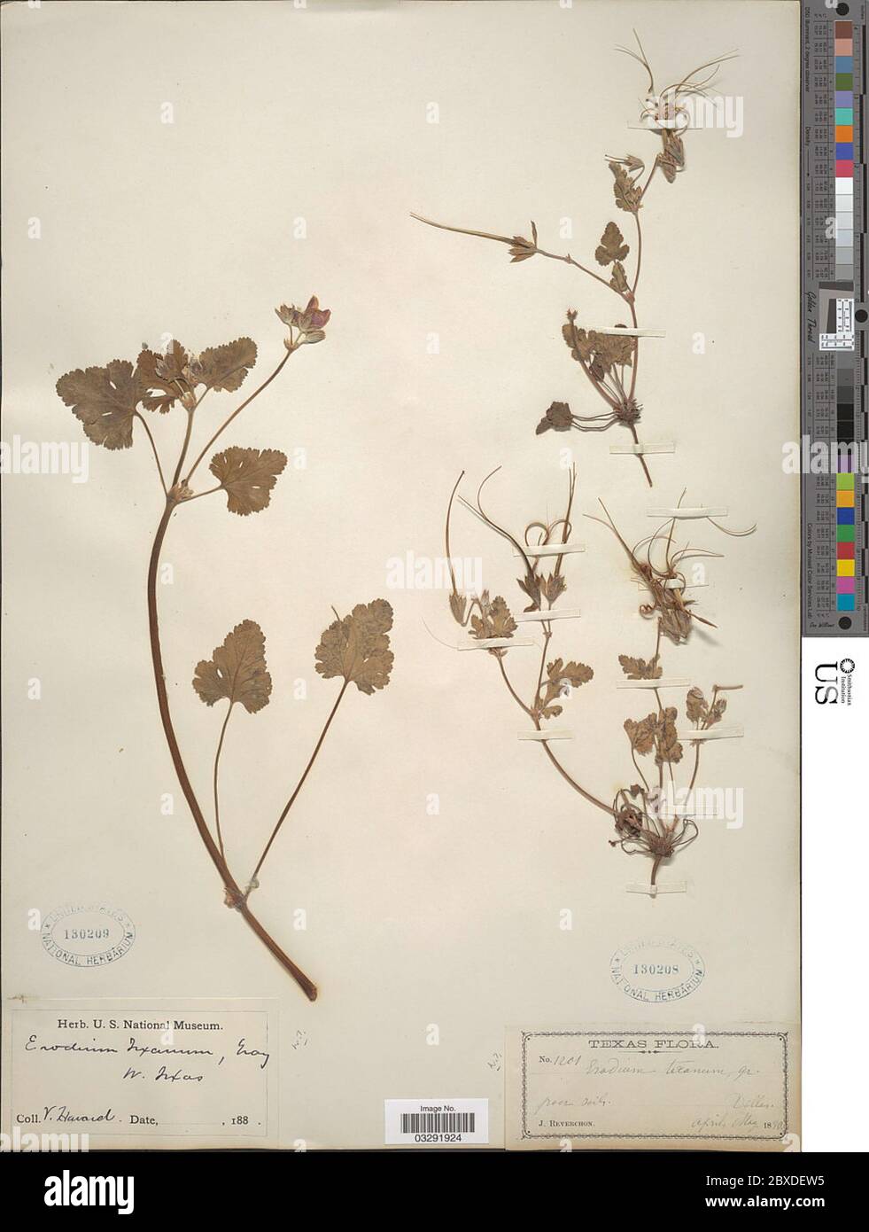 A texanum hi-res stock photography and images - Alamy