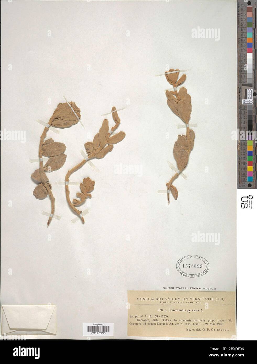 Convolvulus persicus hi-res stock photography and images - Alamy