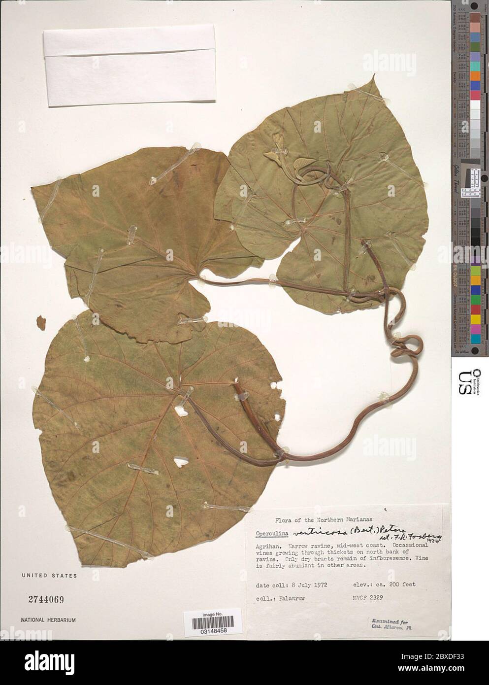 Operculina ventricosa Aubl Barb Rodr Operculina ventricosa Aubl Barb ...