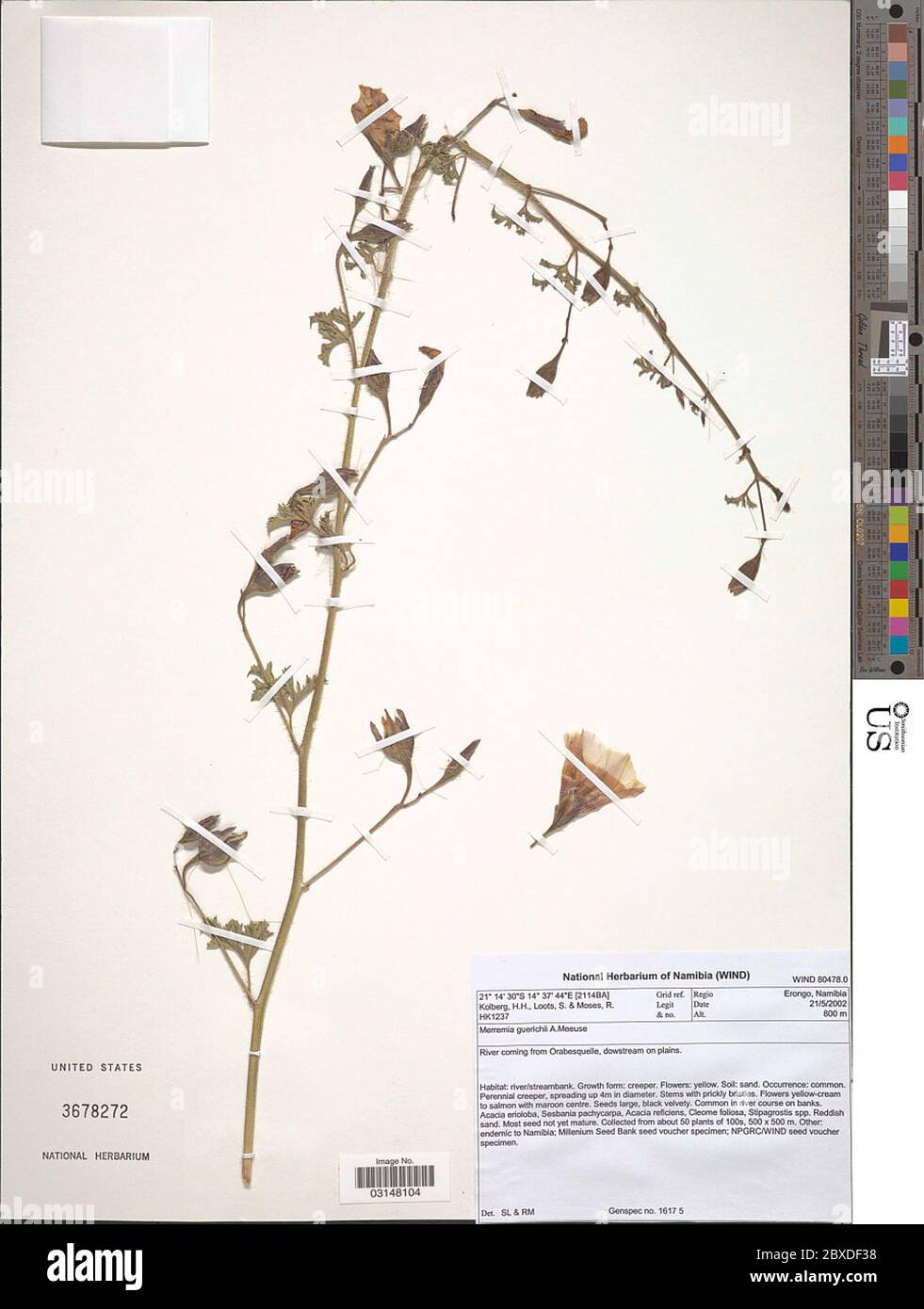 Meeuse hi-res stock photography and images - Alamy