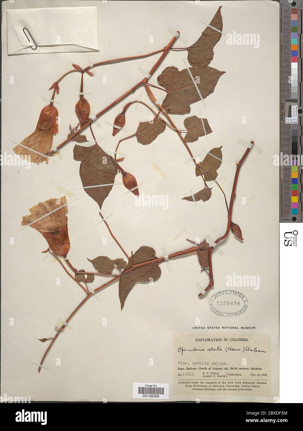 Operculina alata Ham Urb Operculina alata Ham Urb Stock Photo - Alamy