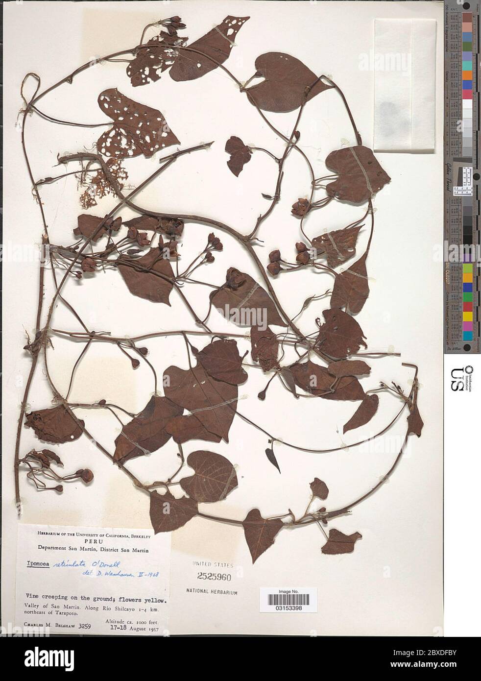 Ipomoea reticulata hi-res stock photography and images - Alamy