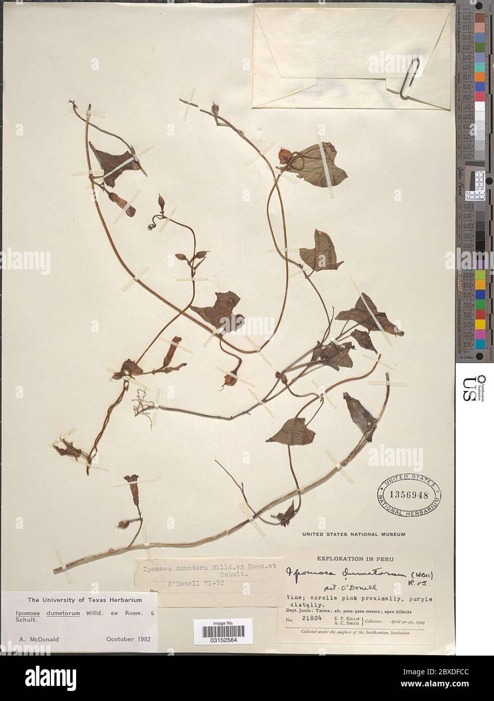 Ipomoea dumetorum Willd Ipomoea dumetorum Willd Stock Photo - Alamy