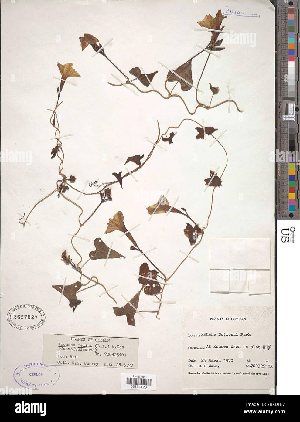 Ipomoea sepiaria Koenig ex Roxb Ipomoea sepiaria Koenig ex Roxb Stock ...