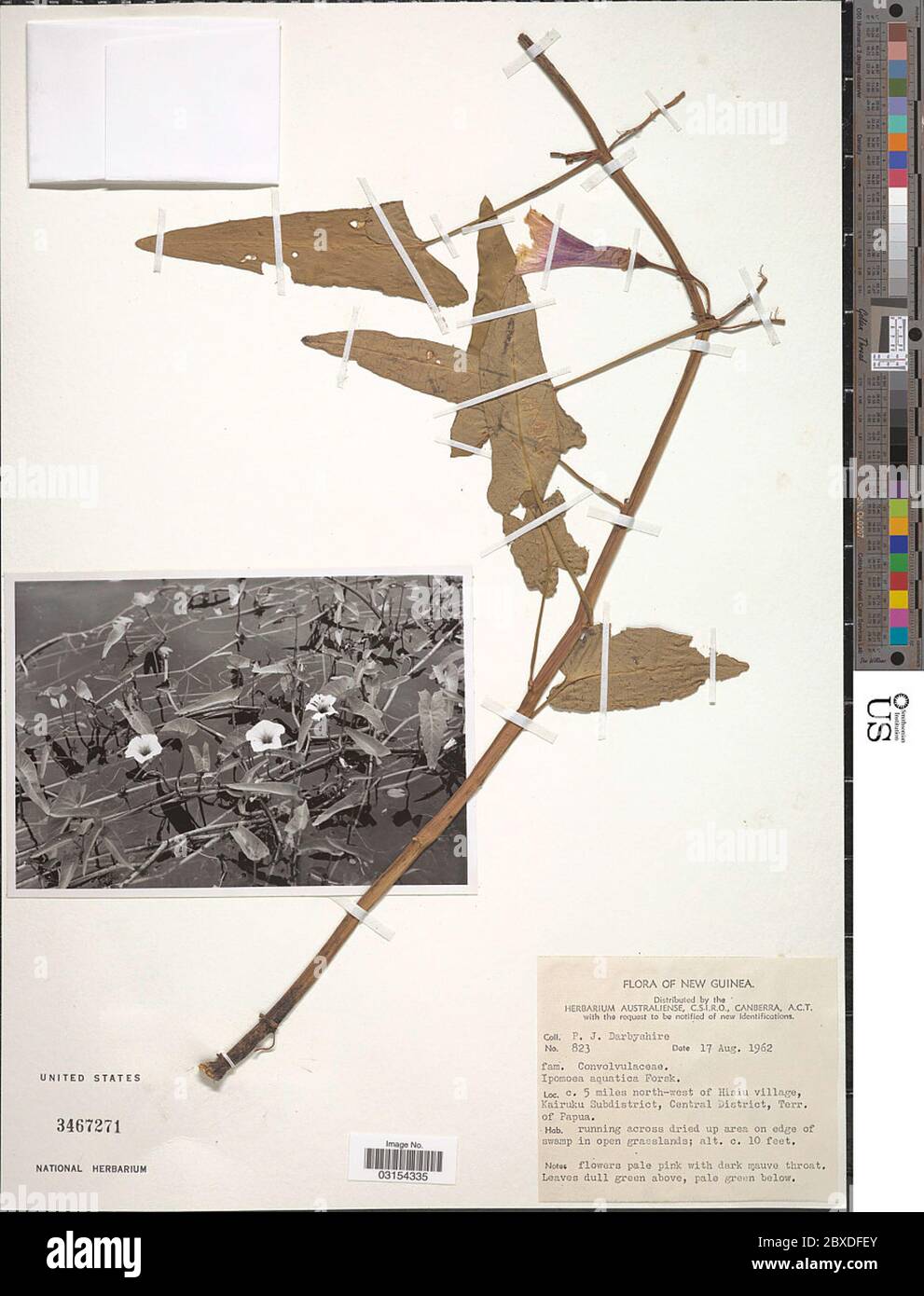 Ipomoea aquatica Forssk Ipomoea aquatica Forssk Stock Photo - Alamy