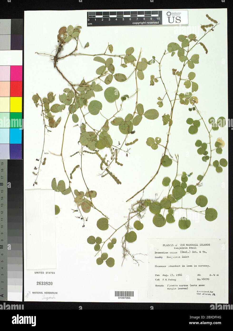 Desmodium incanum hi-res stock photography and images - Alamy