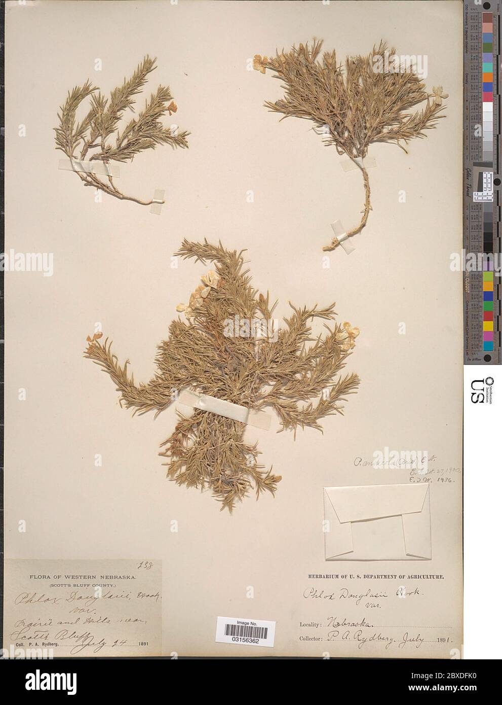 Phlox andicola Britton EE Nelson Phlox andicola Britton EE Nelson Stock ...