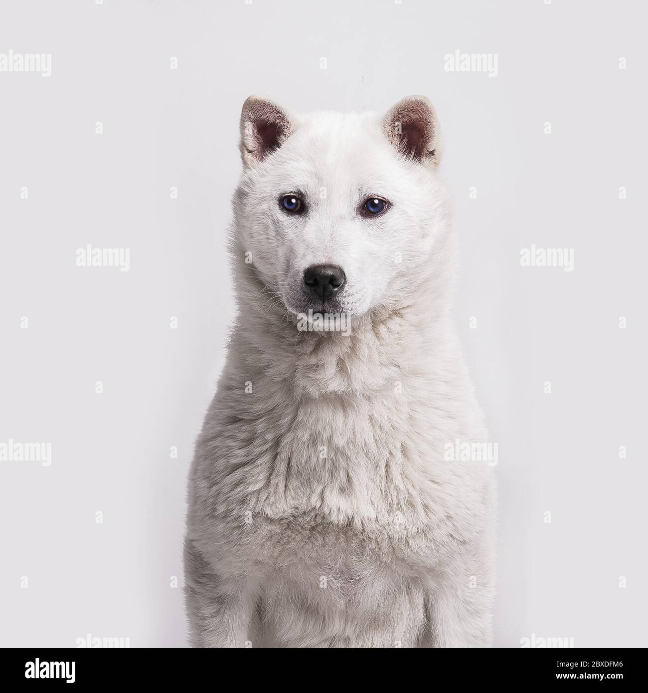 Kishu dog hi-res stock photography and images - Alamy