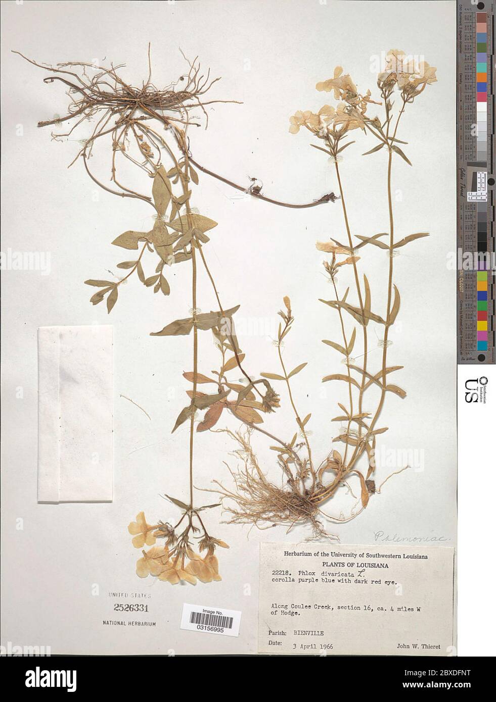 Phlox divaricata l hi-res stock photography and images - Alamy