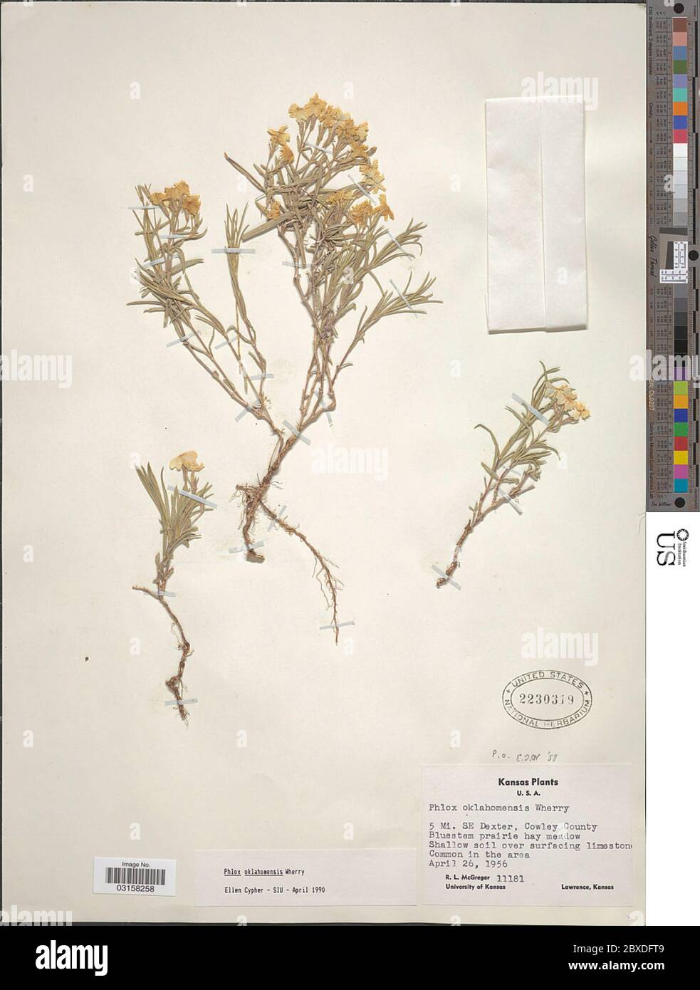 Phlox oklahomensis Wherry Phlox oklahomensis Wherry Stock Photo - Alamy