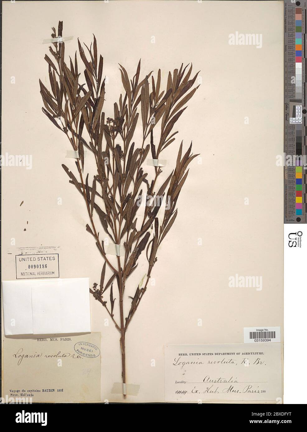 Logania albiflora Andrews Druce Logania albiflora Andrews Druce Stock ...