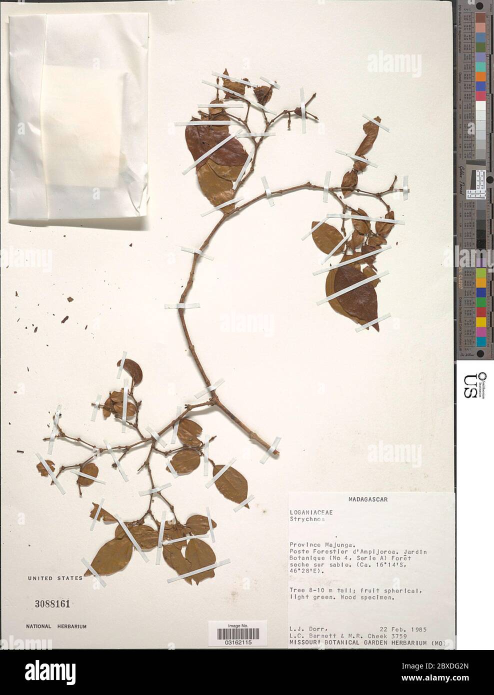 Strychnos sp hi-res stock photography and images - Alamy