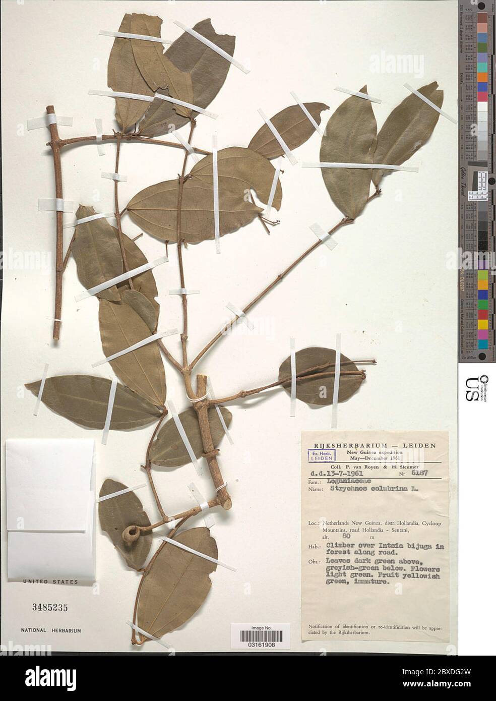 Strychnos colubrina L Strychnos colubrina L Stock Photo - Alamy