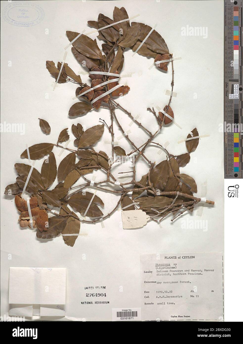 Strychnos sp Strychnos sp Stock Photo - Alamy