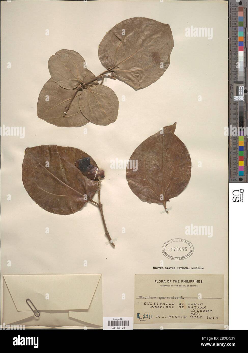 Strychnos nuxvomica L Strychnos nuxvomica L Stock Photo - Alamy