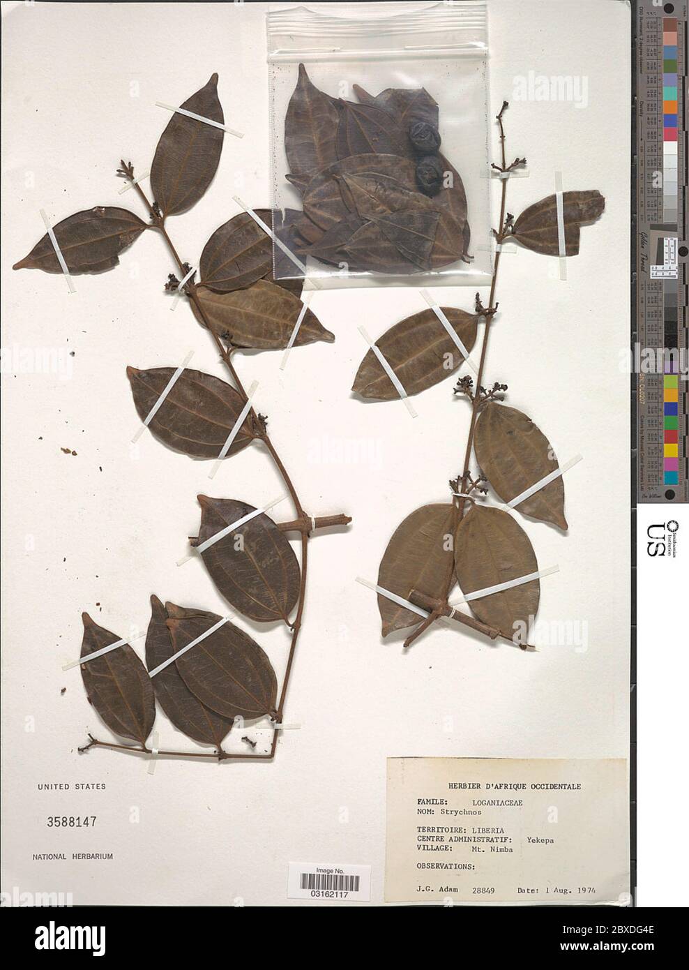 Strychnos sp hi-res stock photography and images - Alamy