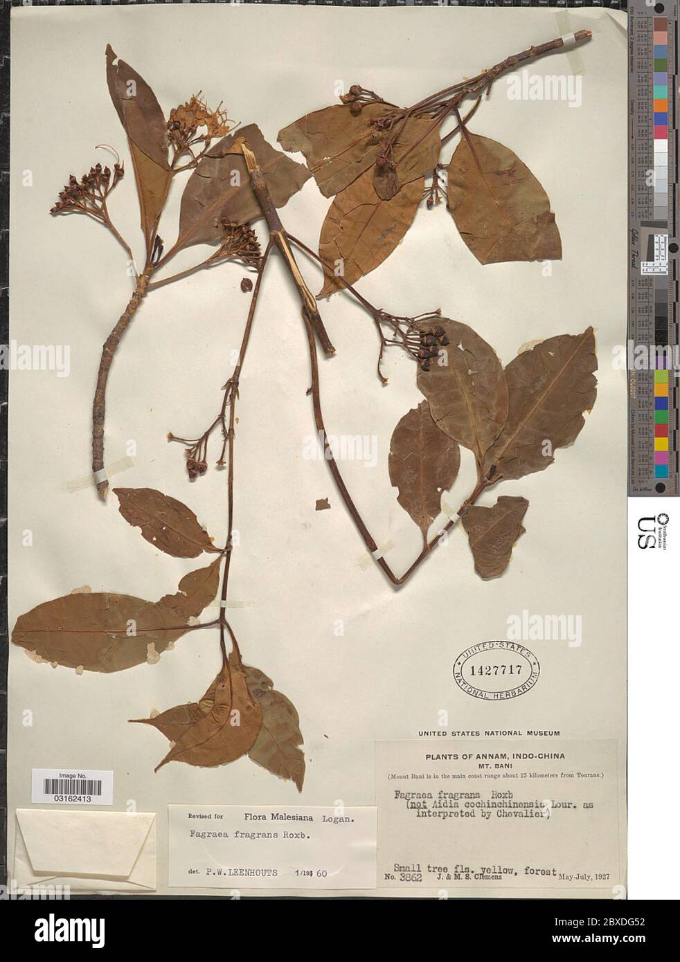 Fagraea fragrans roxb hi-res stock photography and images - Alamy