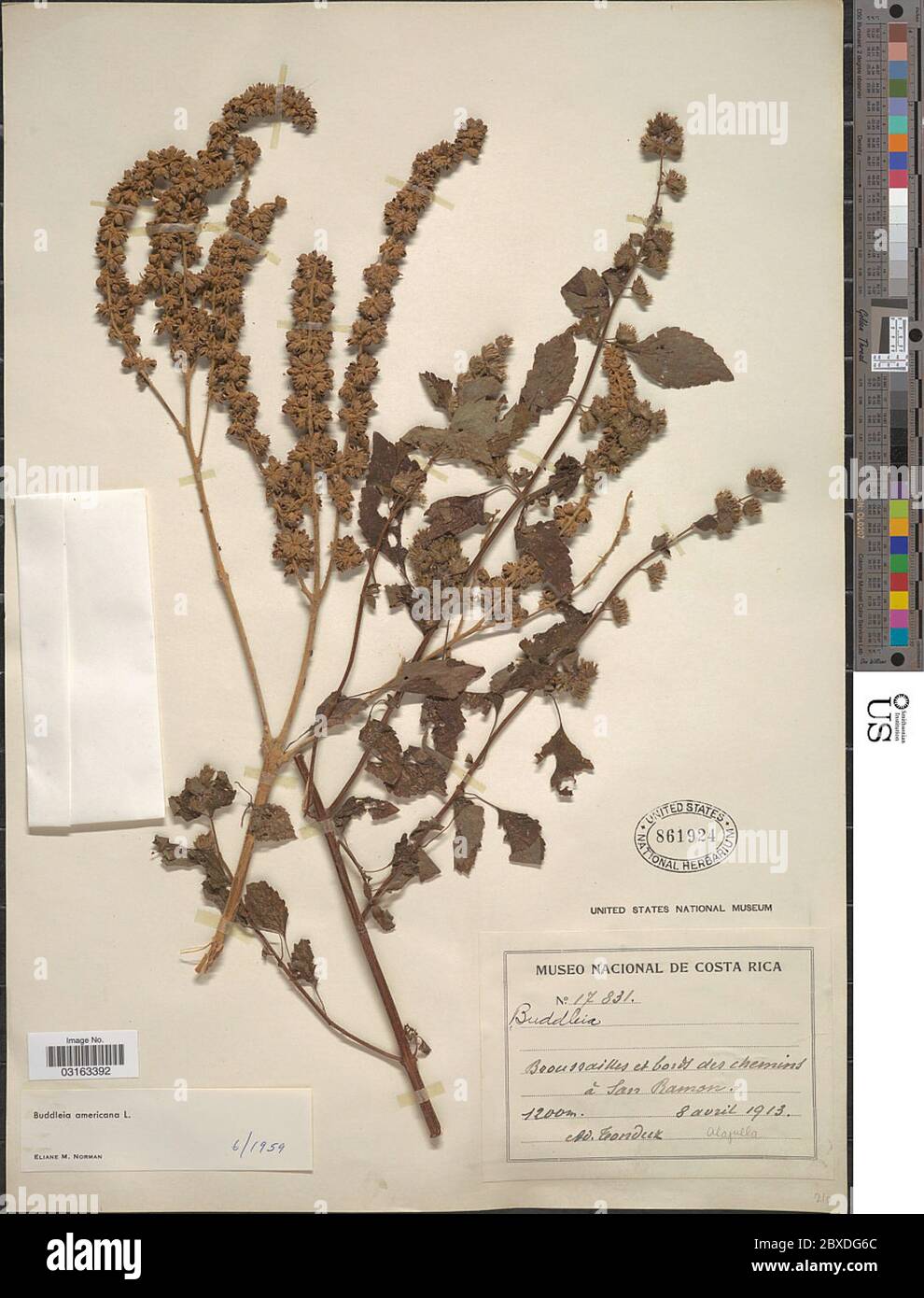 Buddleja americana L Buddleja americana L Stock Photo - Alamy