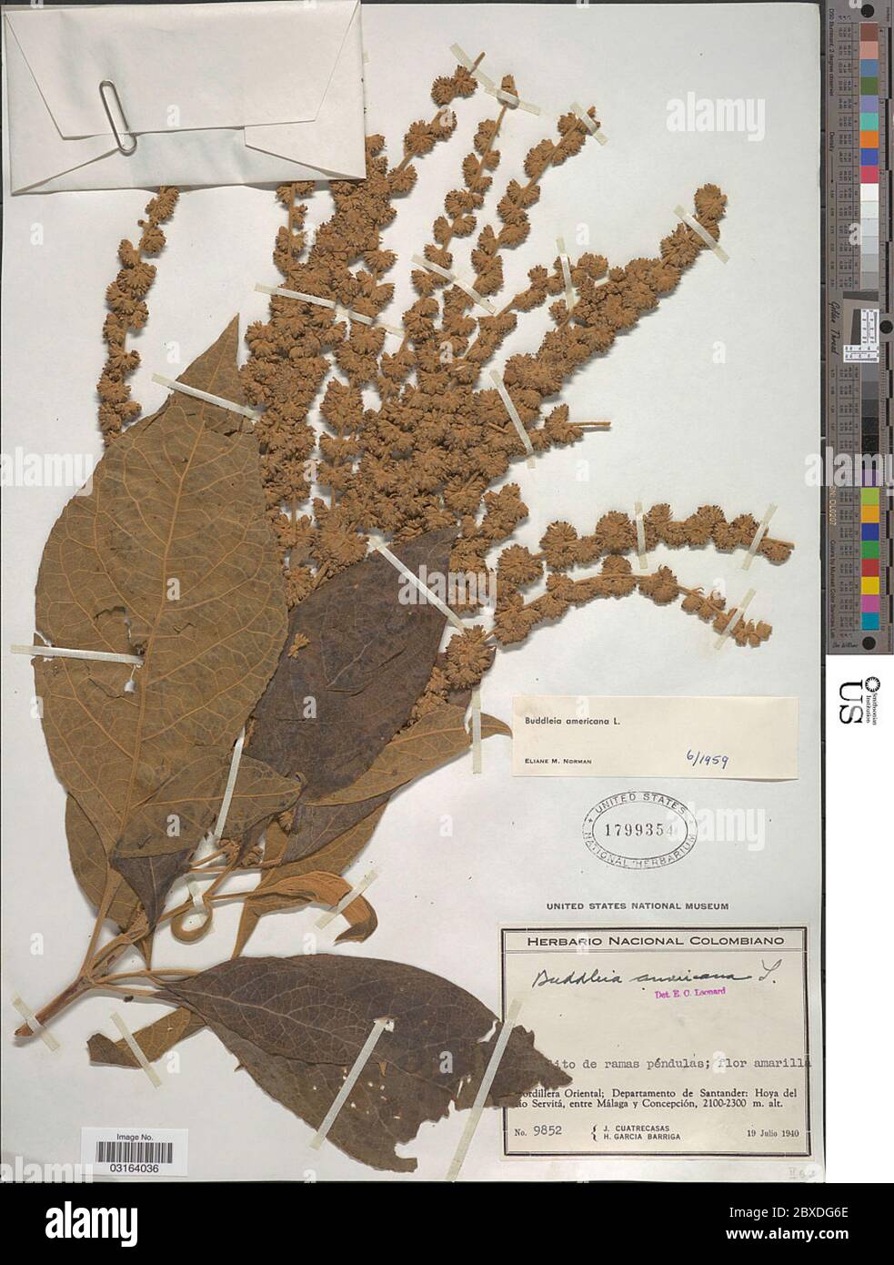 Buddleja americana L Buddleja americana L Stock Photo - Alamy