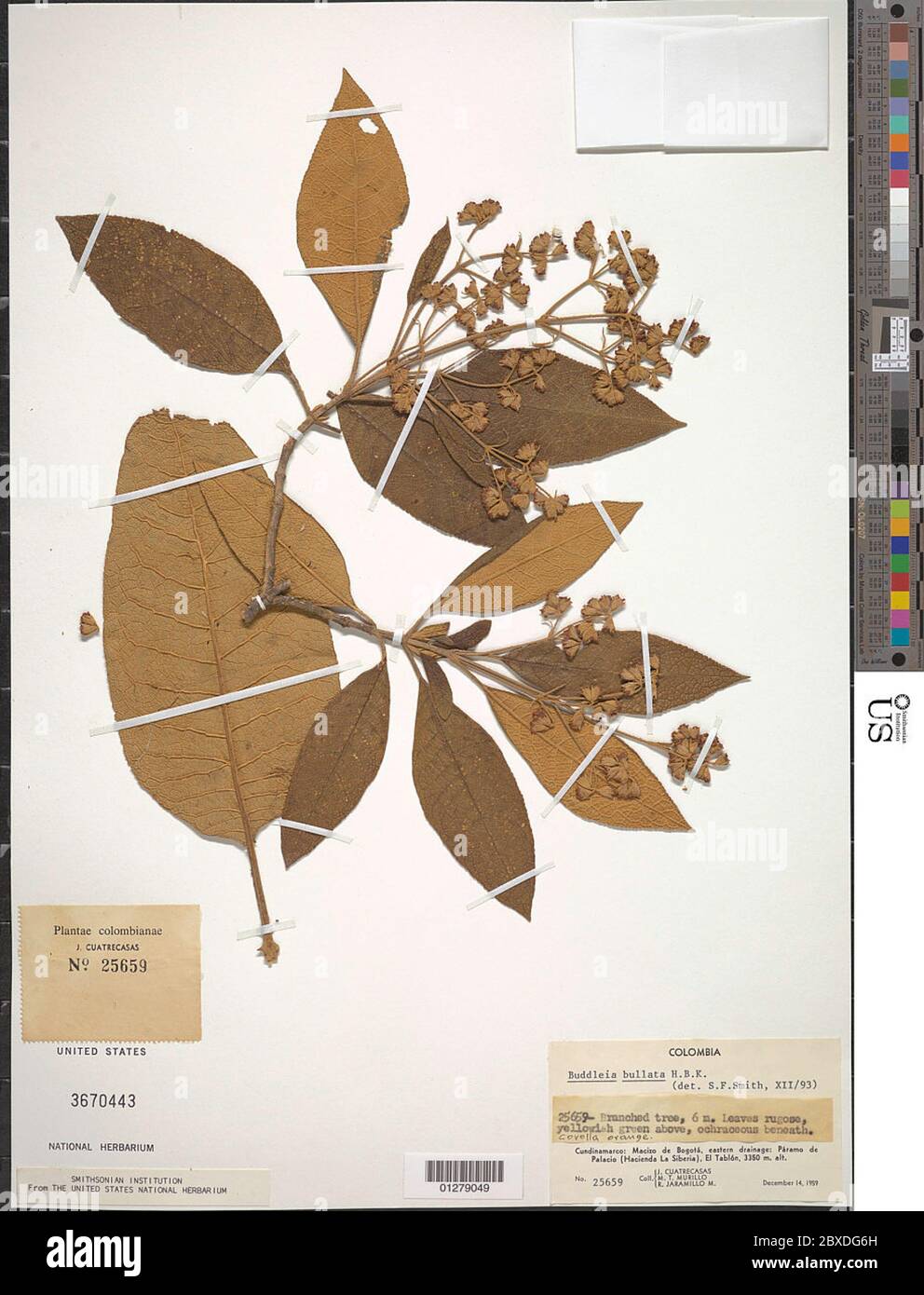 Buddleja bullata hi-res stock photography and images - Alamy