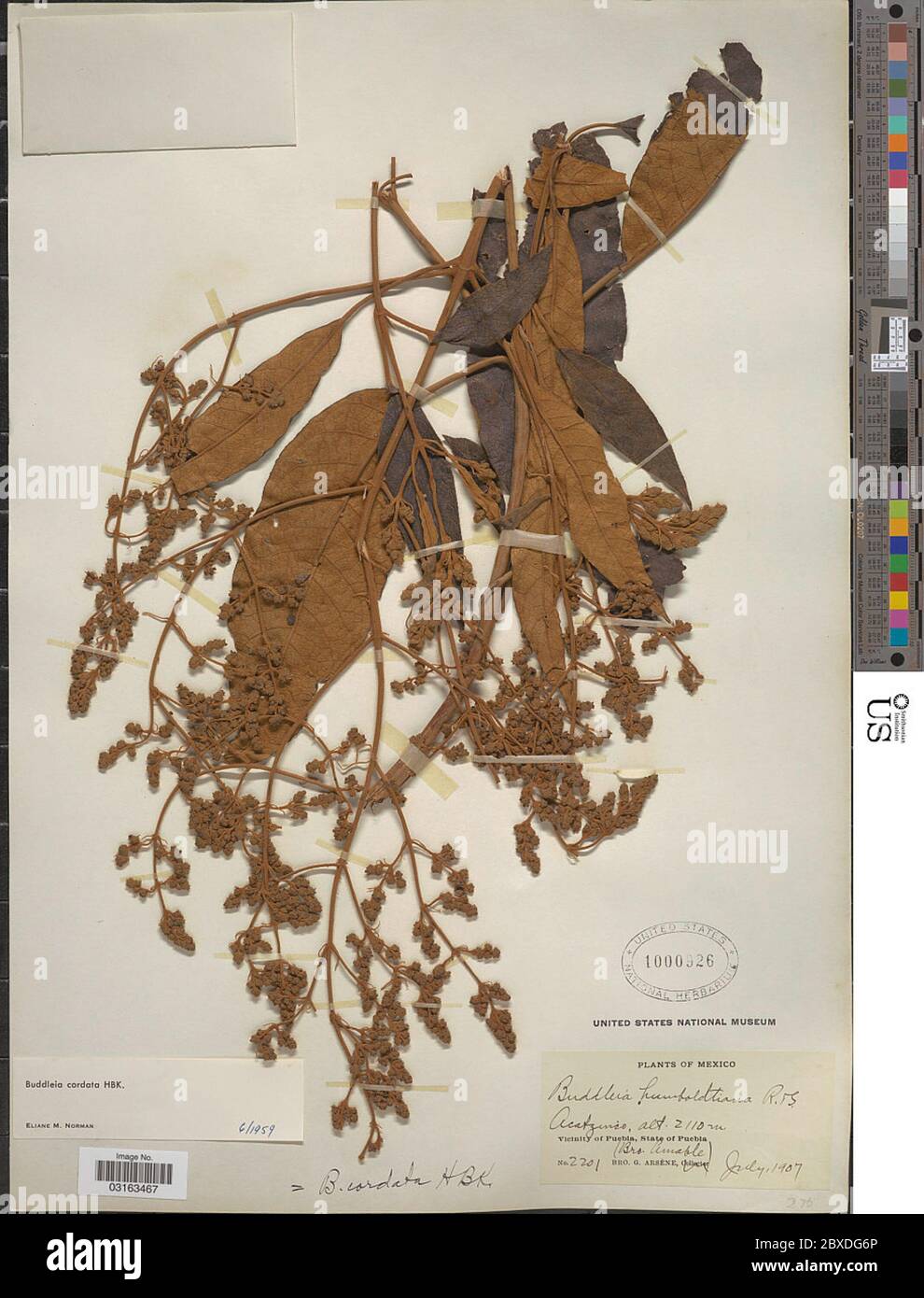 Buddleja cordata Kunth Buddleja cordata Kunth Stock Photo - Alamy