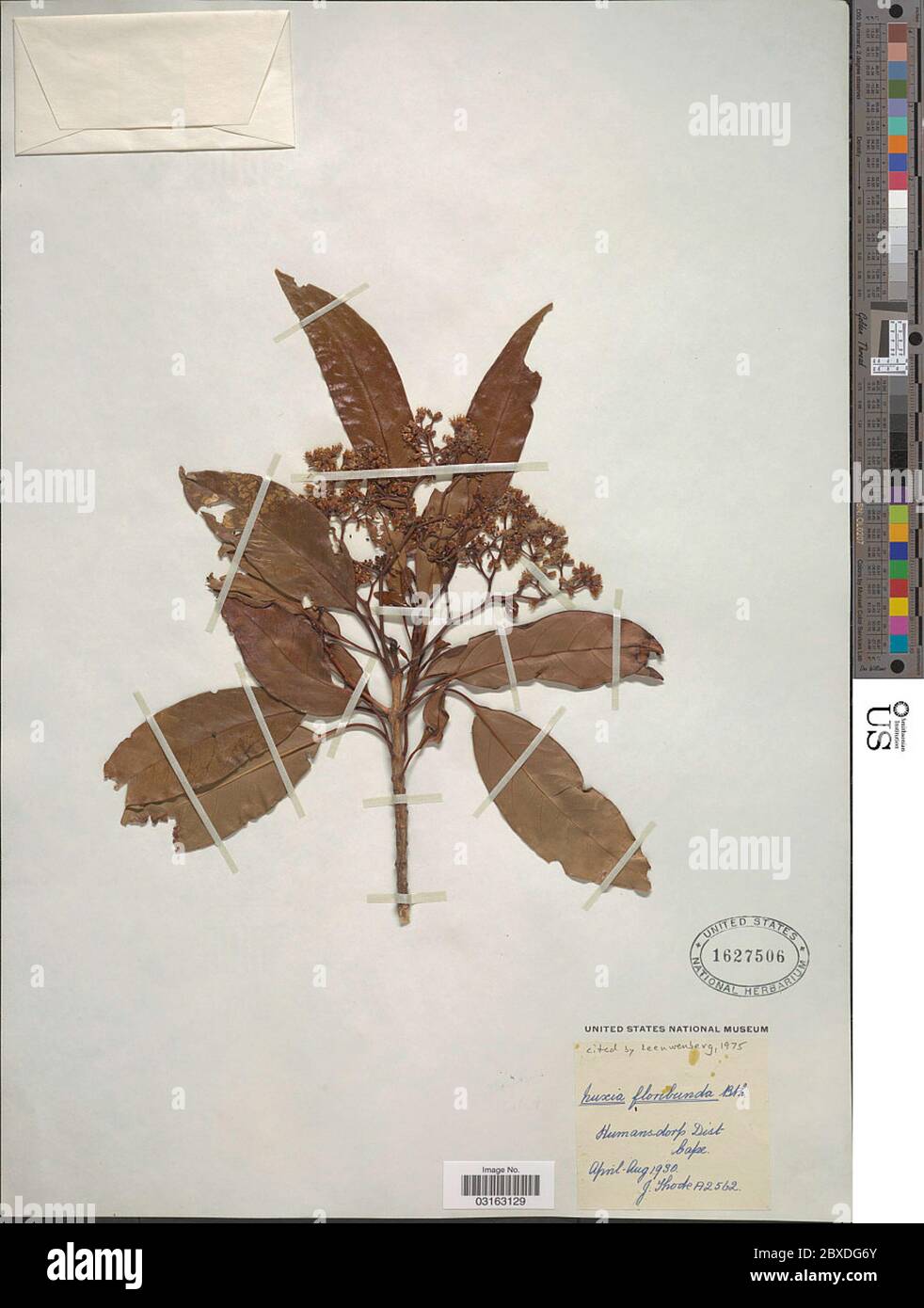 Nuxia floribunda hi-res stock photography and images - Alamy