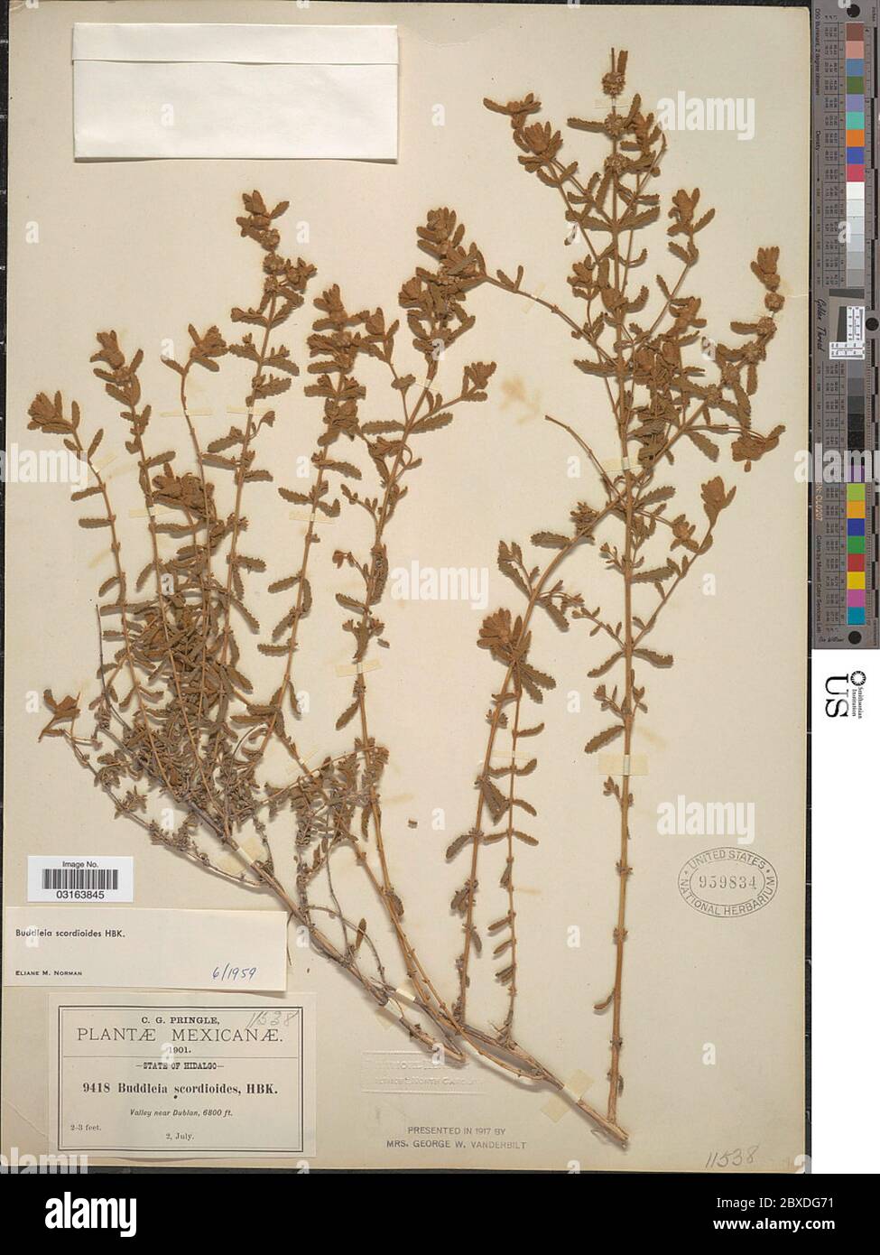 Buddleja scordioides Kunth Buddleja scordioides Kunth Stock Photo - Alamy