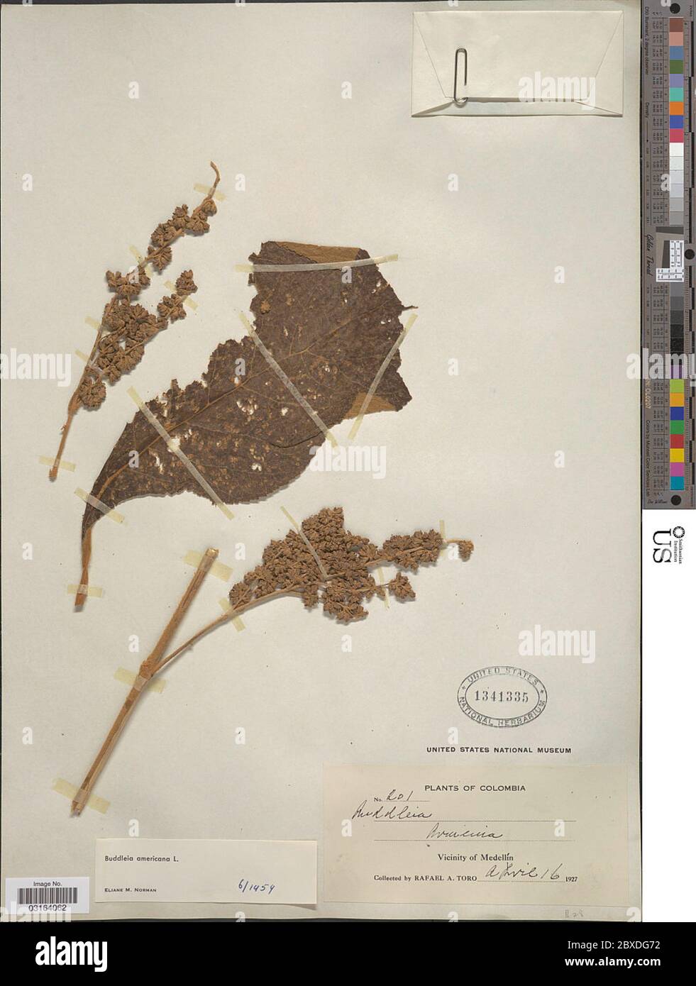 Buddleja americana L Buddleja americana L Stock Photo - Alamy