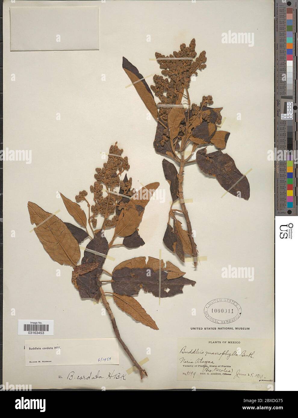 Buddleja cordata Kunth Buddleja cordata Kunth Stock Photo - Alamy