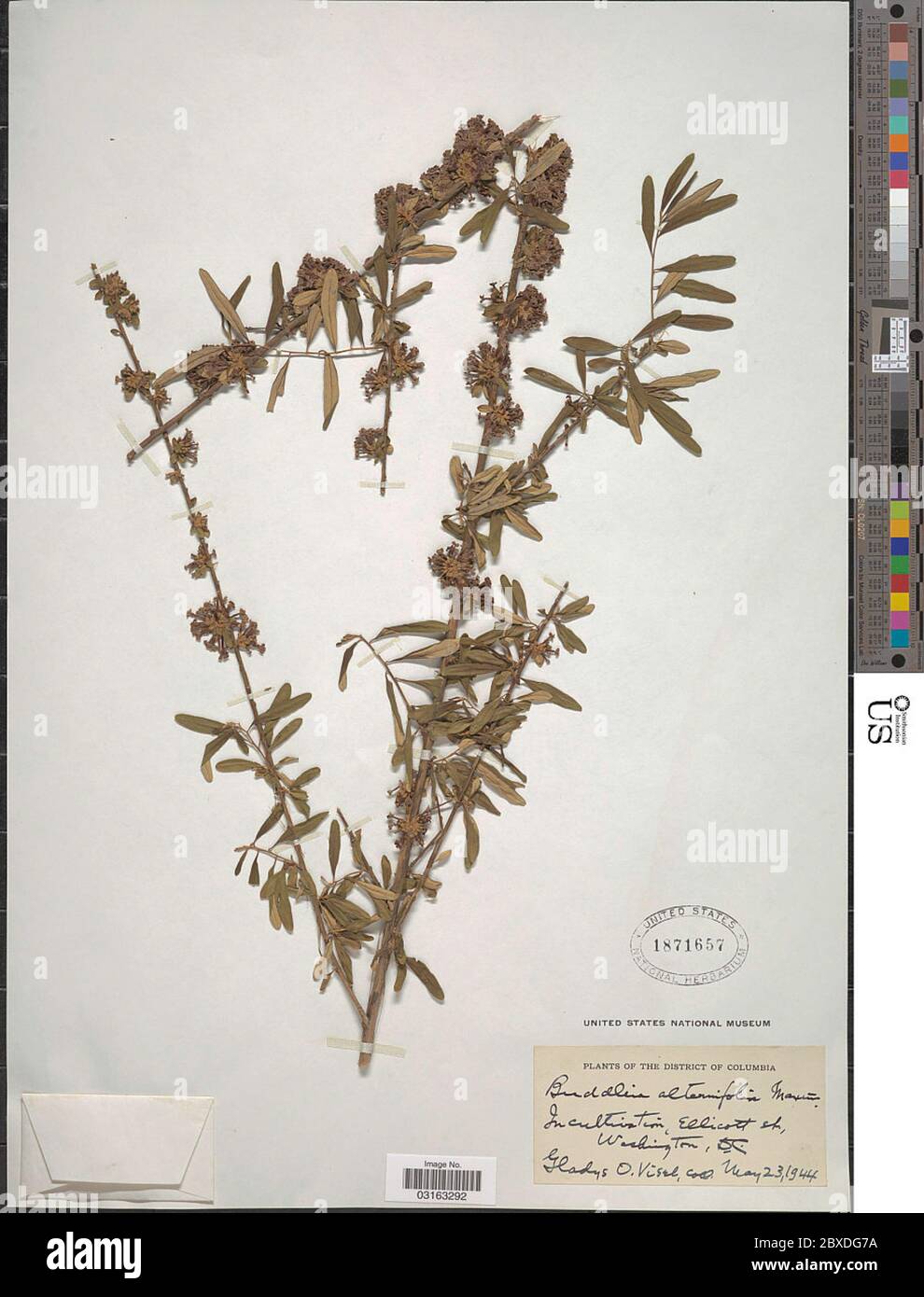 Buddleja alternifolia Maxim Buddleja alternifolia Maxim Stock Photo - Alamy